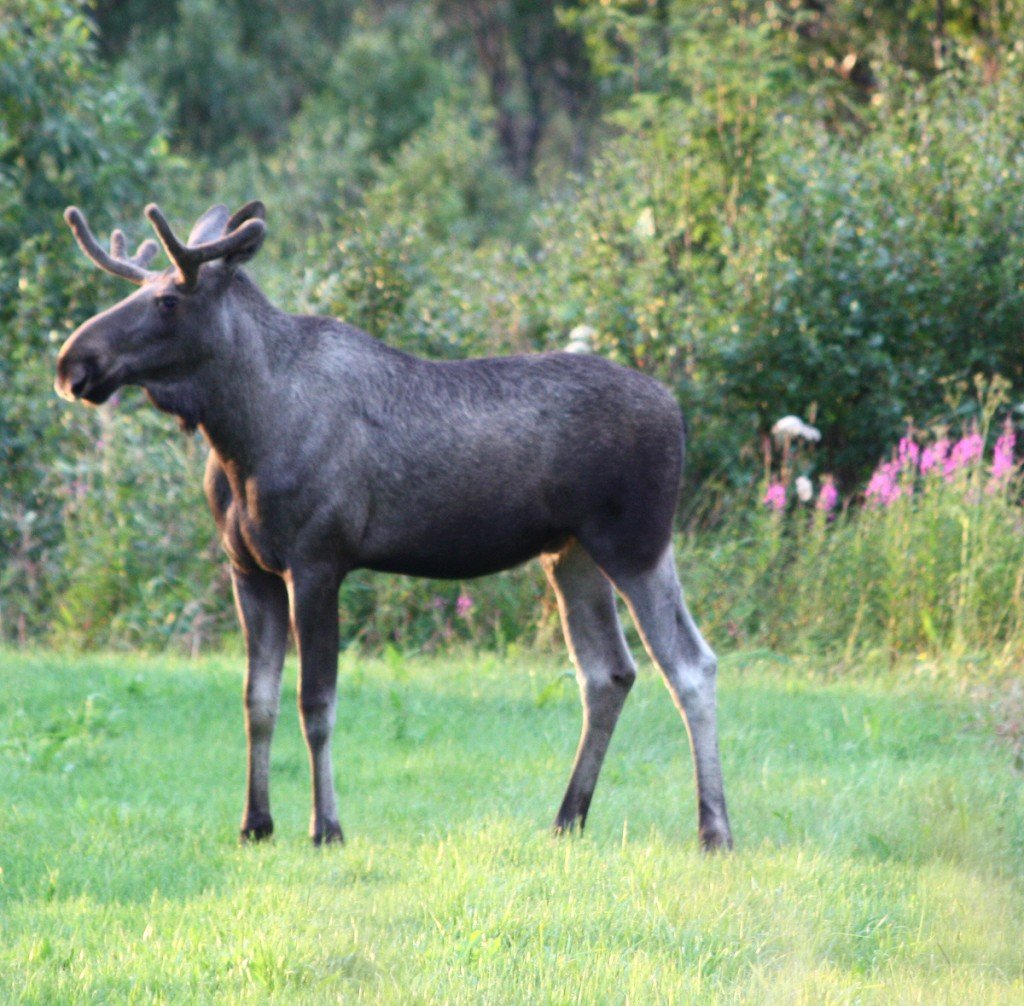 Tiere in Norwegen: Elche – Norwegenstube